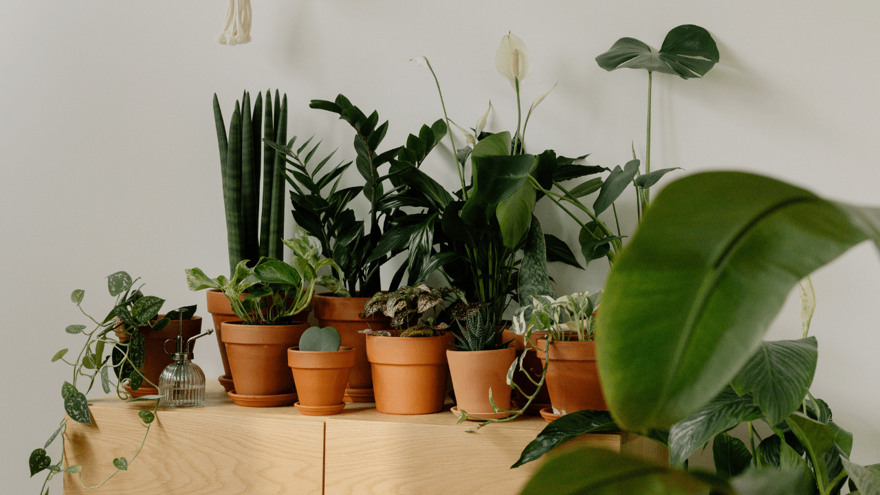 5 Plantas de interior para principiantes - Plantéatelo Plantas