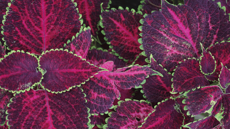 8 Plantas con hojas de colores - Plantéatelo Plantas