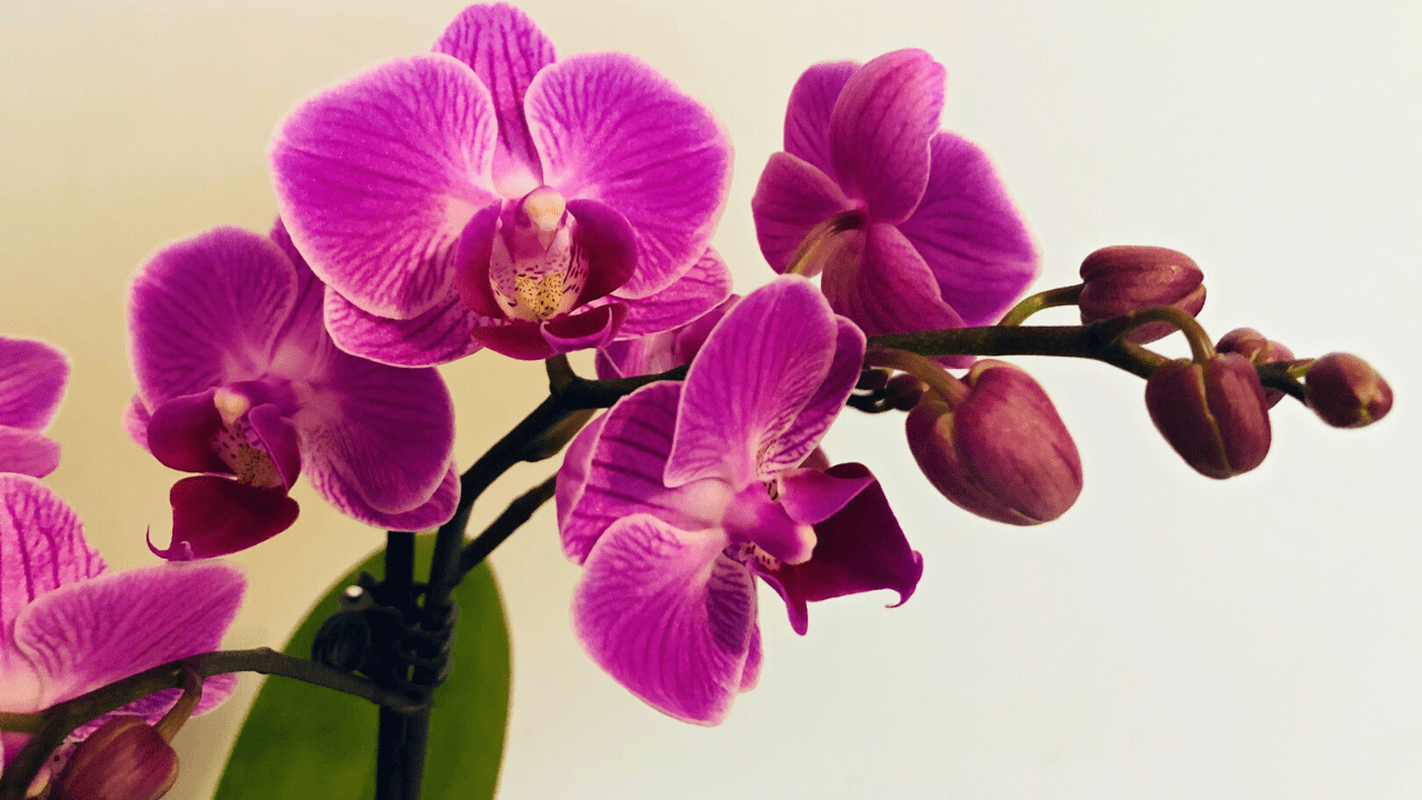 Cómo Cuidar La Orquídea Phalaenopsis Plantéatelo Plantas